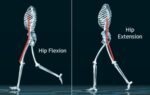 7 Hip Extension Exercises, Benefits, Issues, and More (Video)